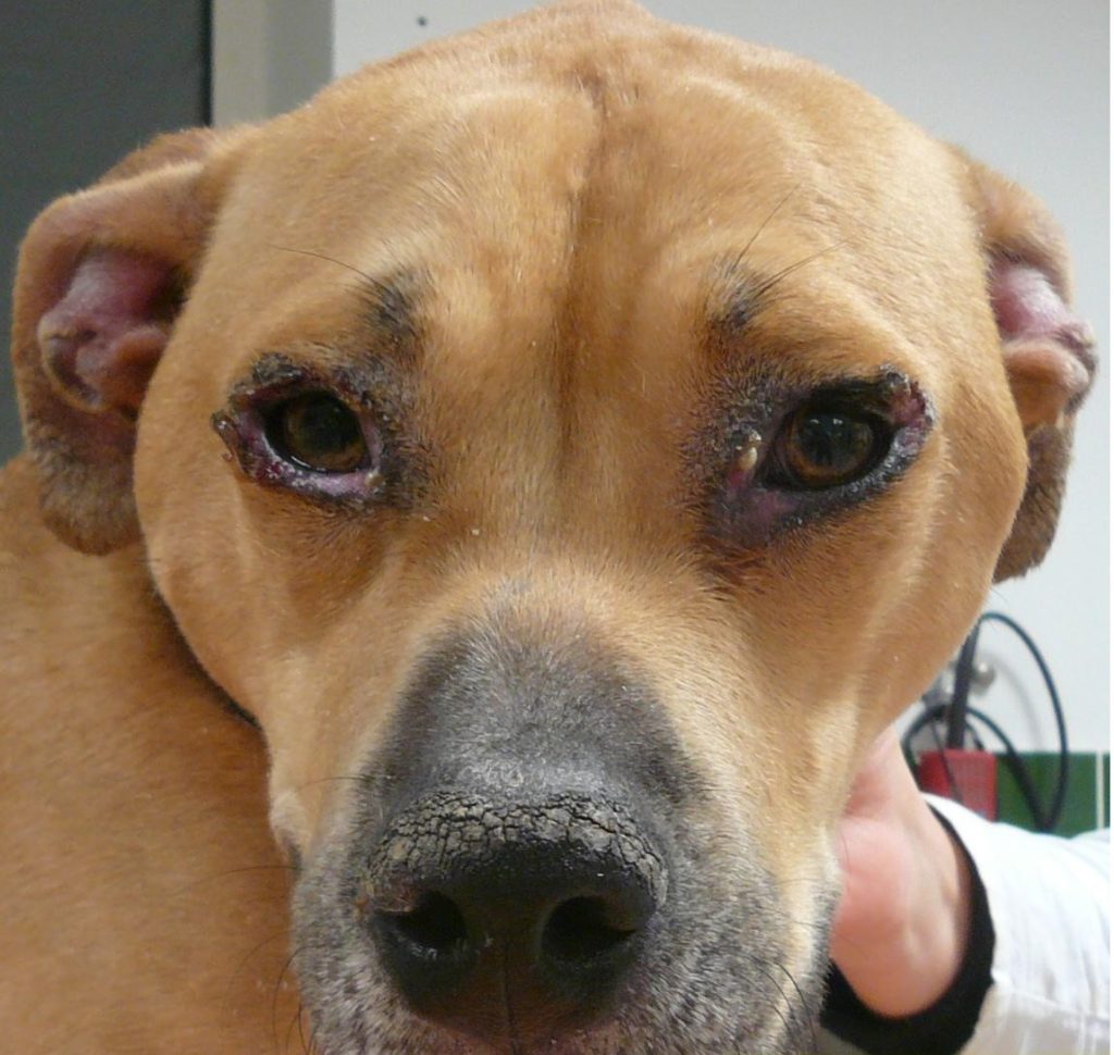 Leishmaniosis en mascotas ¿qué es y cómo se trata?